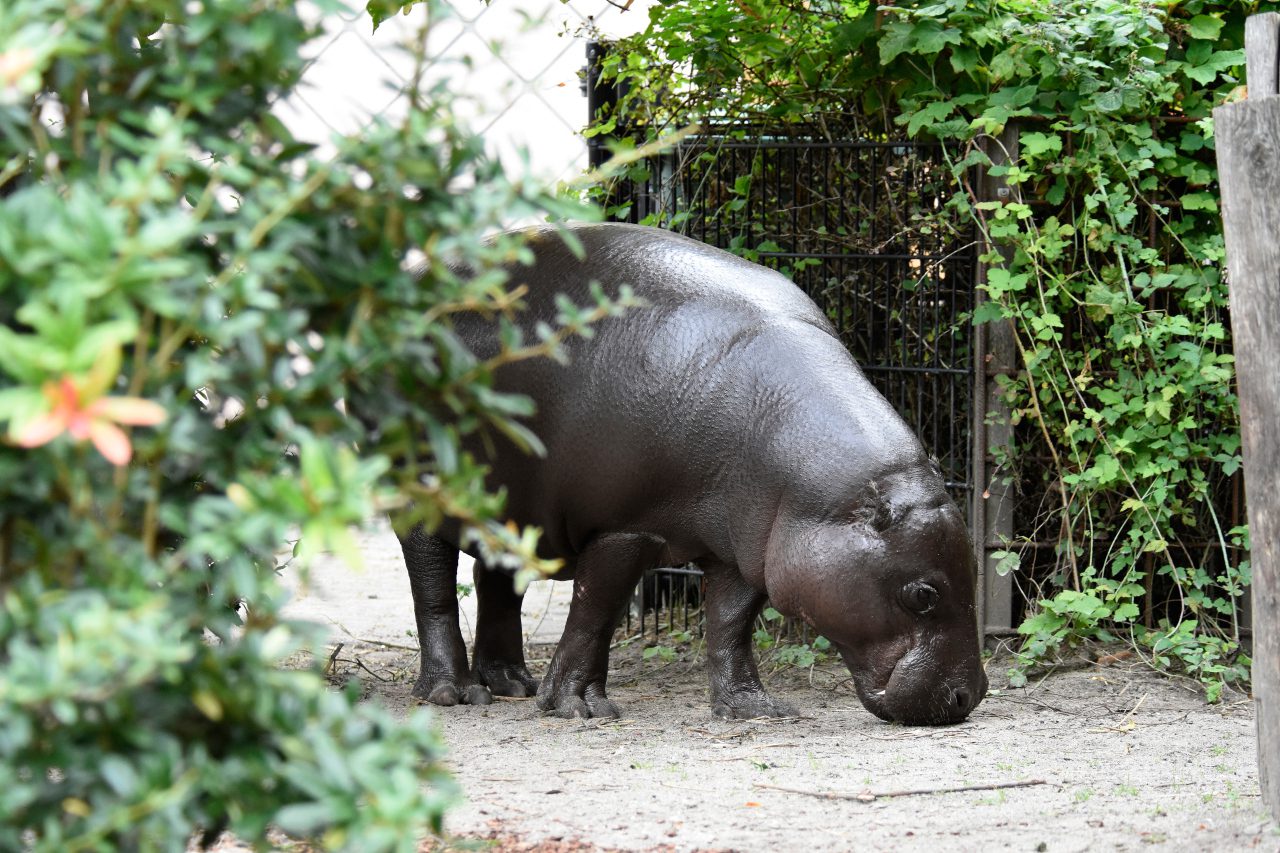 Dwergnijlpaarden en hitte in de stad - The Green Village