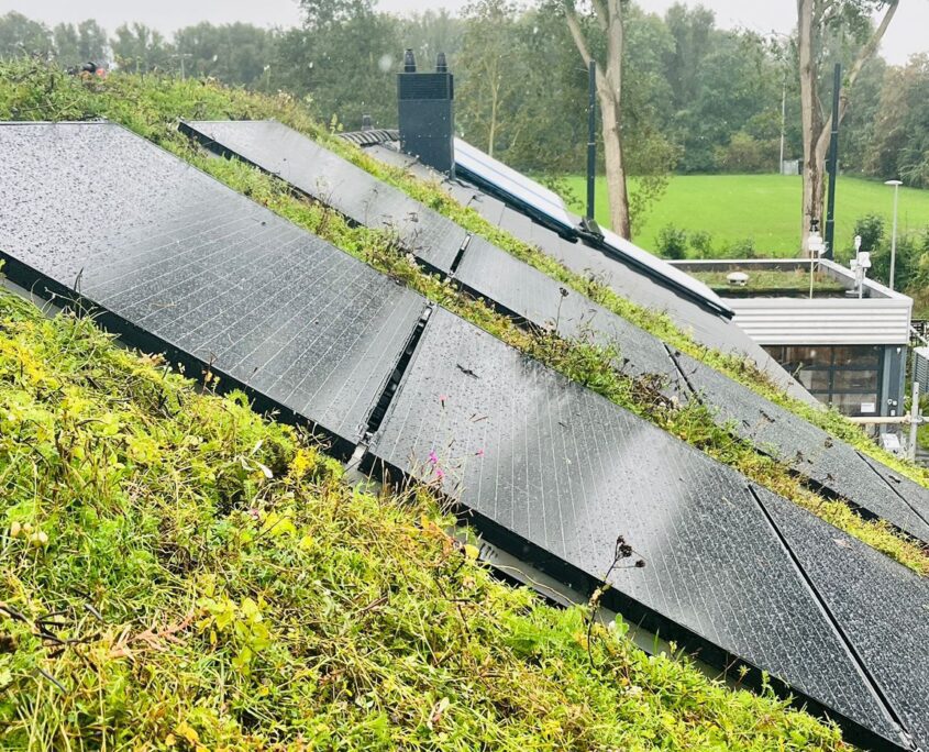 ROEF - The Green Village