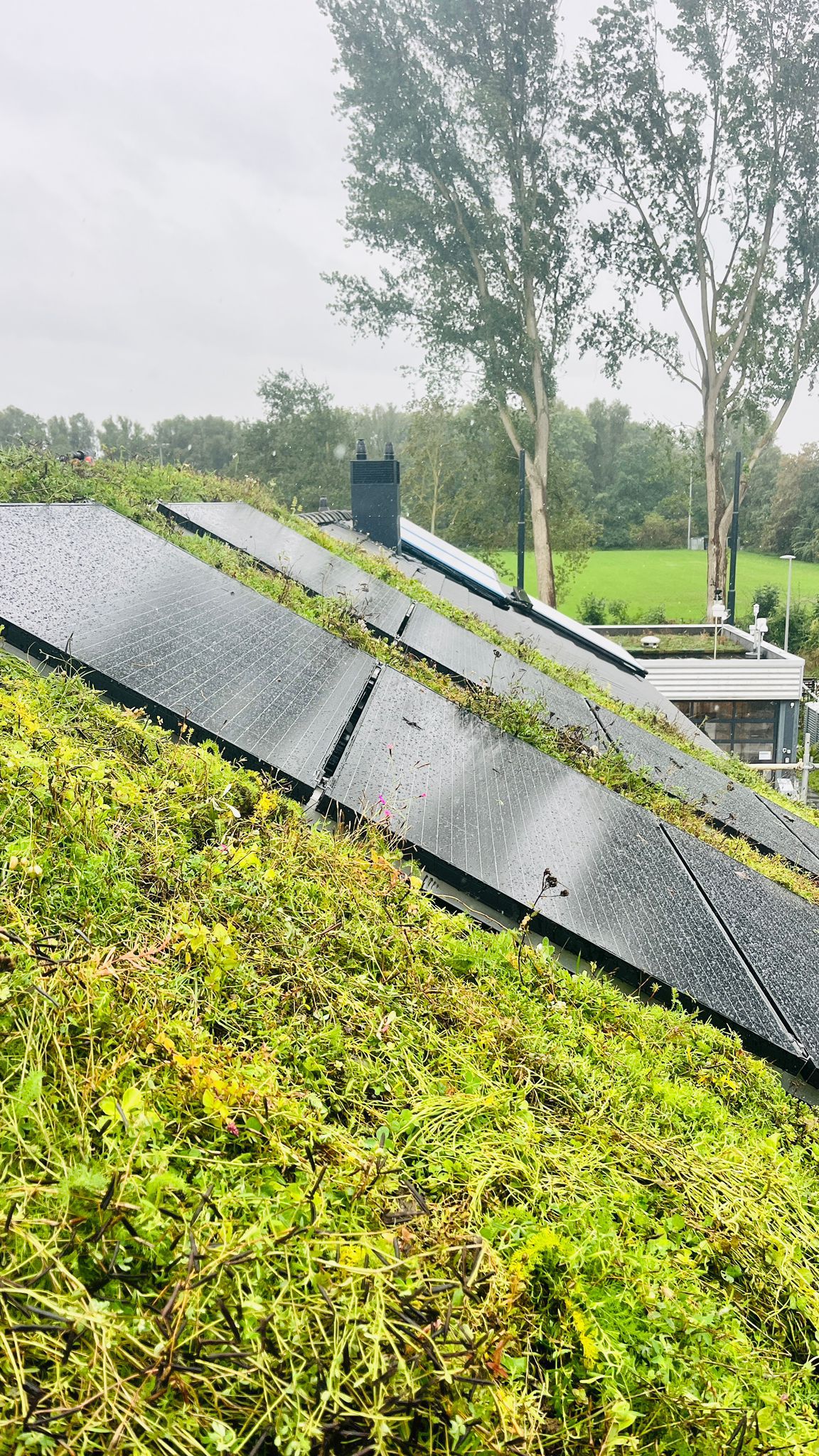 ROEF - The Green Village